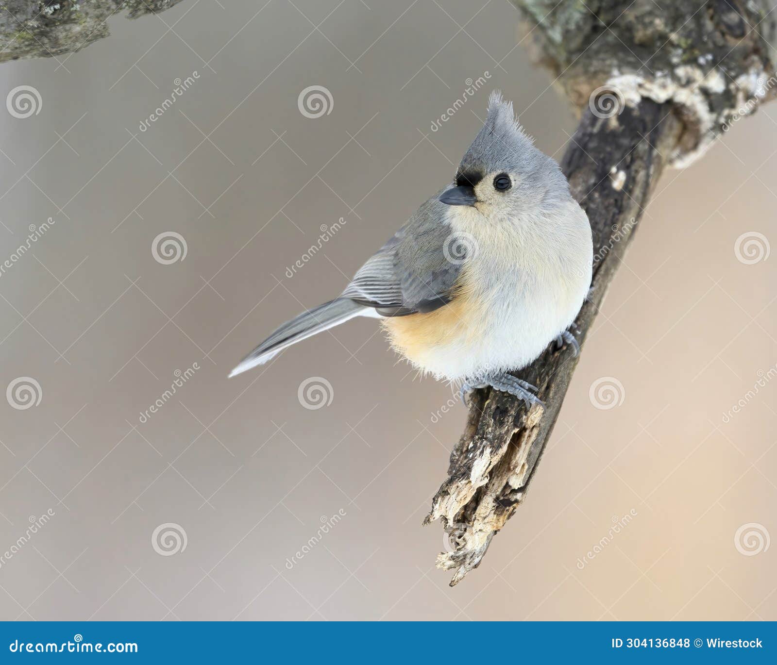 Tufted Titmouse. Dover, Tennessee Stock Photo - Image of fauna, flora ...