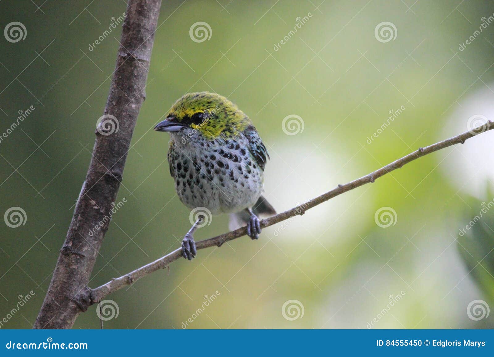 Bird perched in a branch stock photo. Image of forest - 84555450