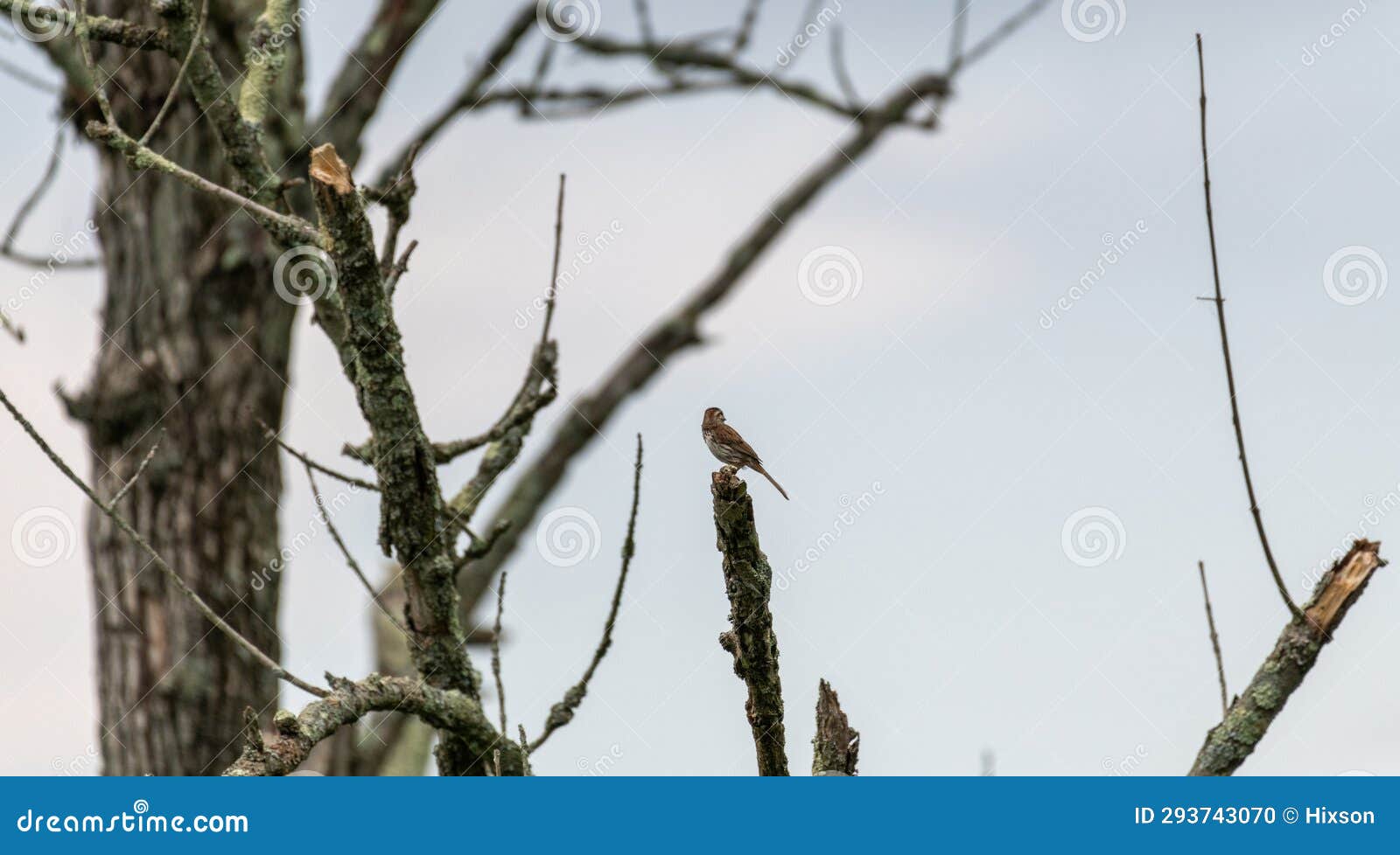 Bird Perched on Dead Branch of Tree Stock Photo - Image of tree, nature ...