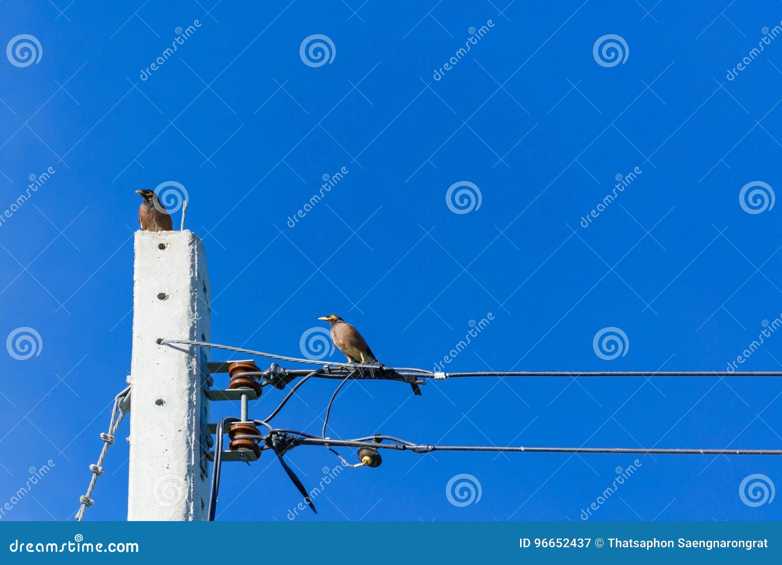 Bird Perched on Electric Cable Wires with Blue Sky. Stock Image - Image ...