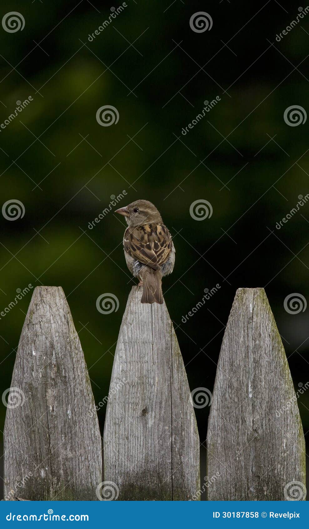 Bird on a Fence stock photo. Image of nature, bird, sitting - 30187858