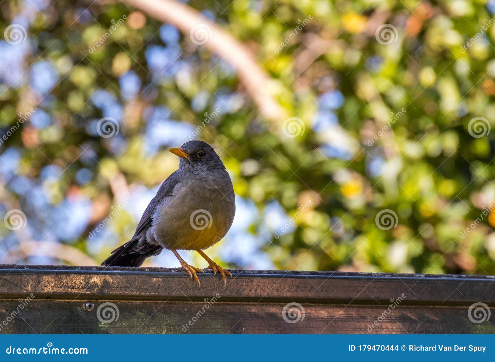 Bird Perched on the Gutter of a House Stock Photo - Image of birds ...