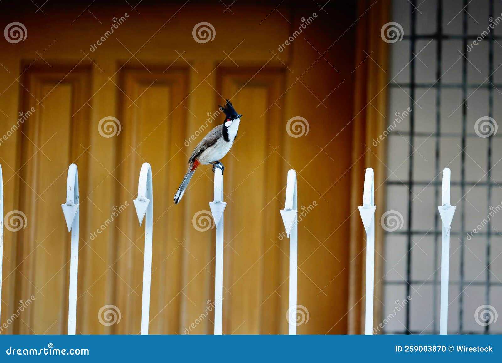 Bird Perched on a Metal Pole Stock Photo - Image of fauna, feather ...