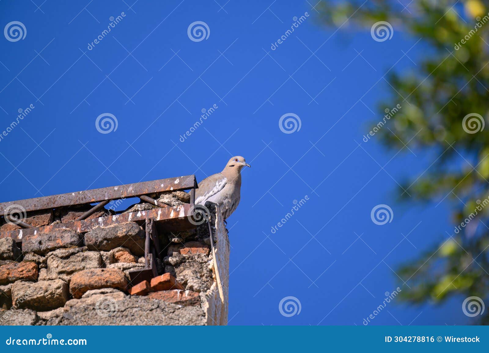A Bird that is Standing on the Top of a Building Stock Photo - Image of ...