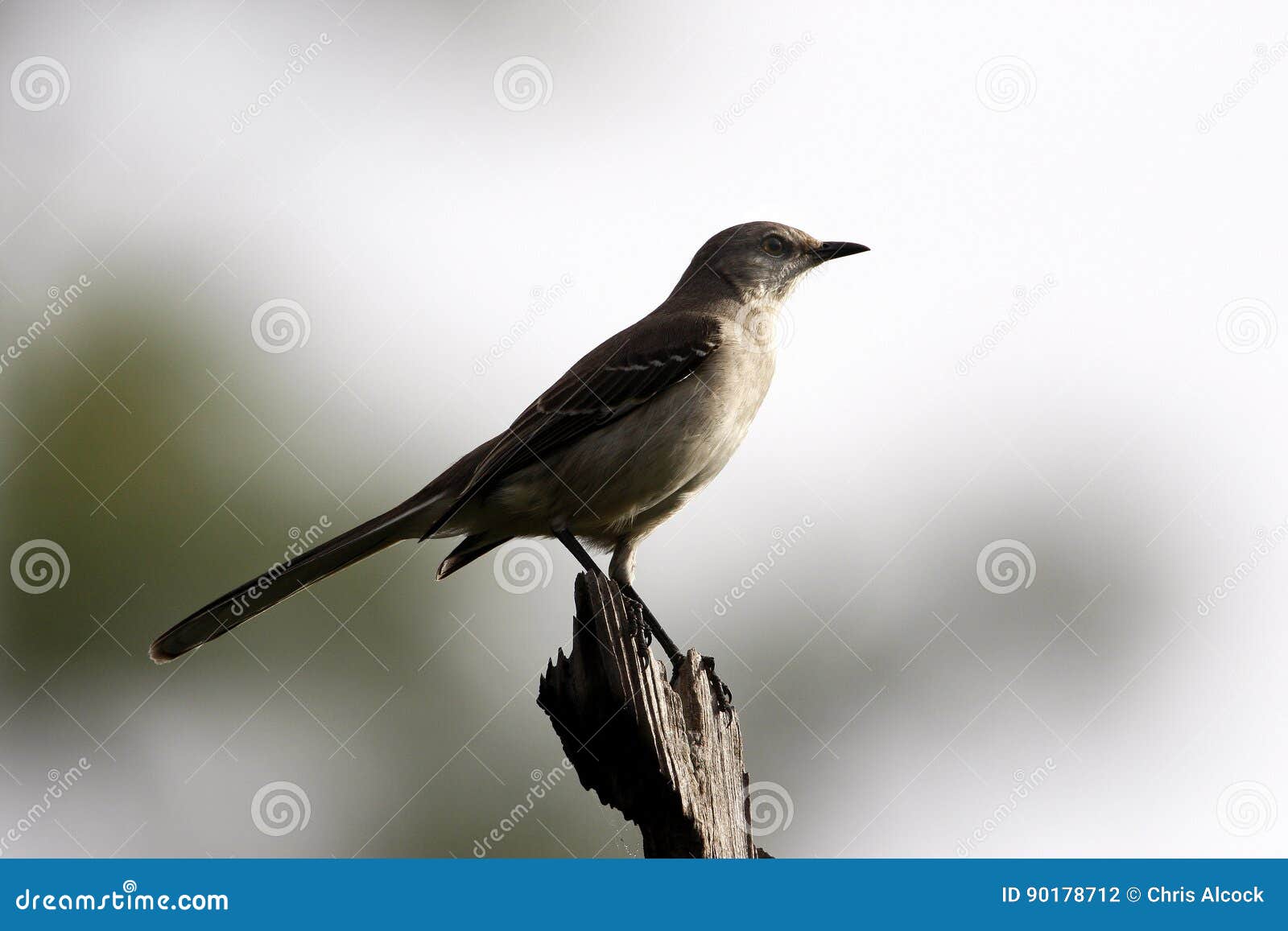Bird perched on stick stock photo. Image of captive, florida - 90178712