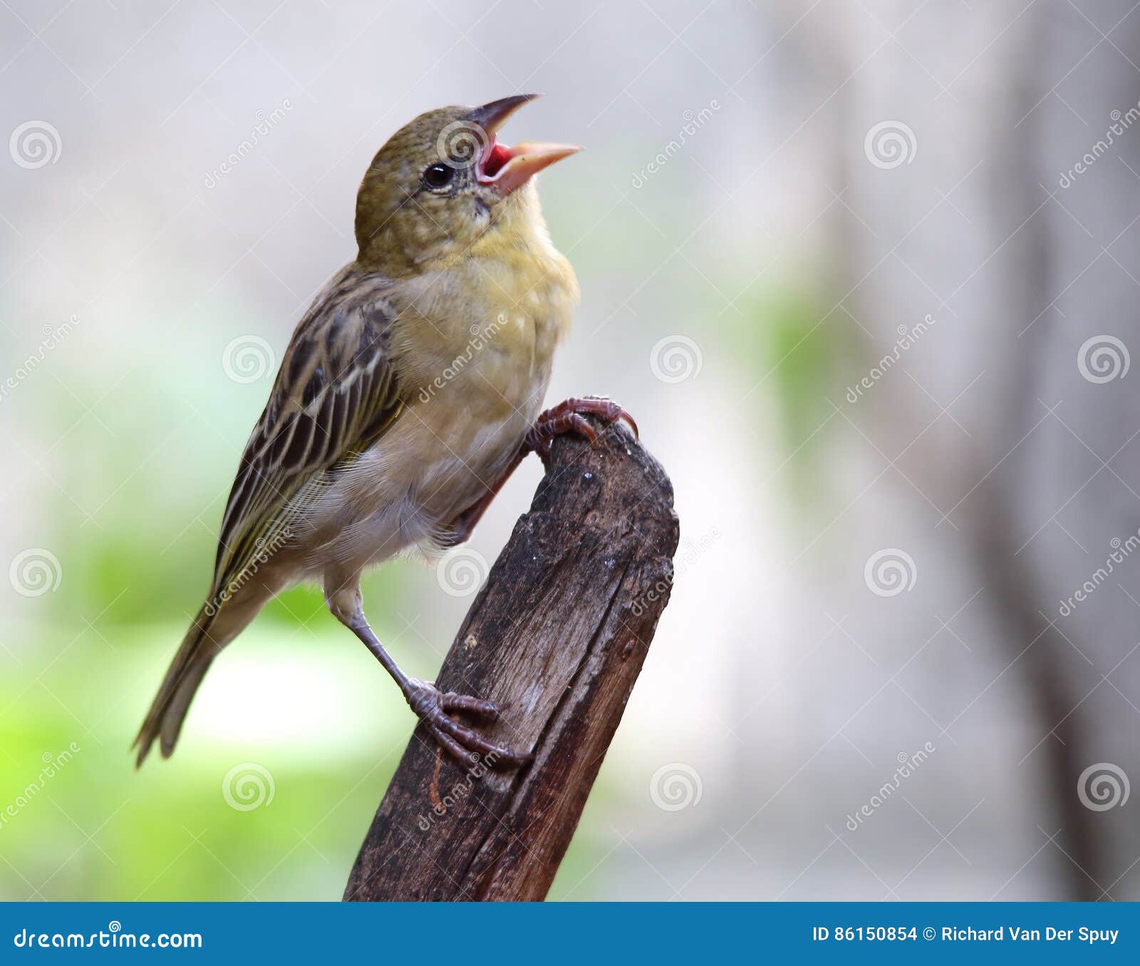 Bird Perched On Stick Stock Photography | CartoonDealer.com #90178712