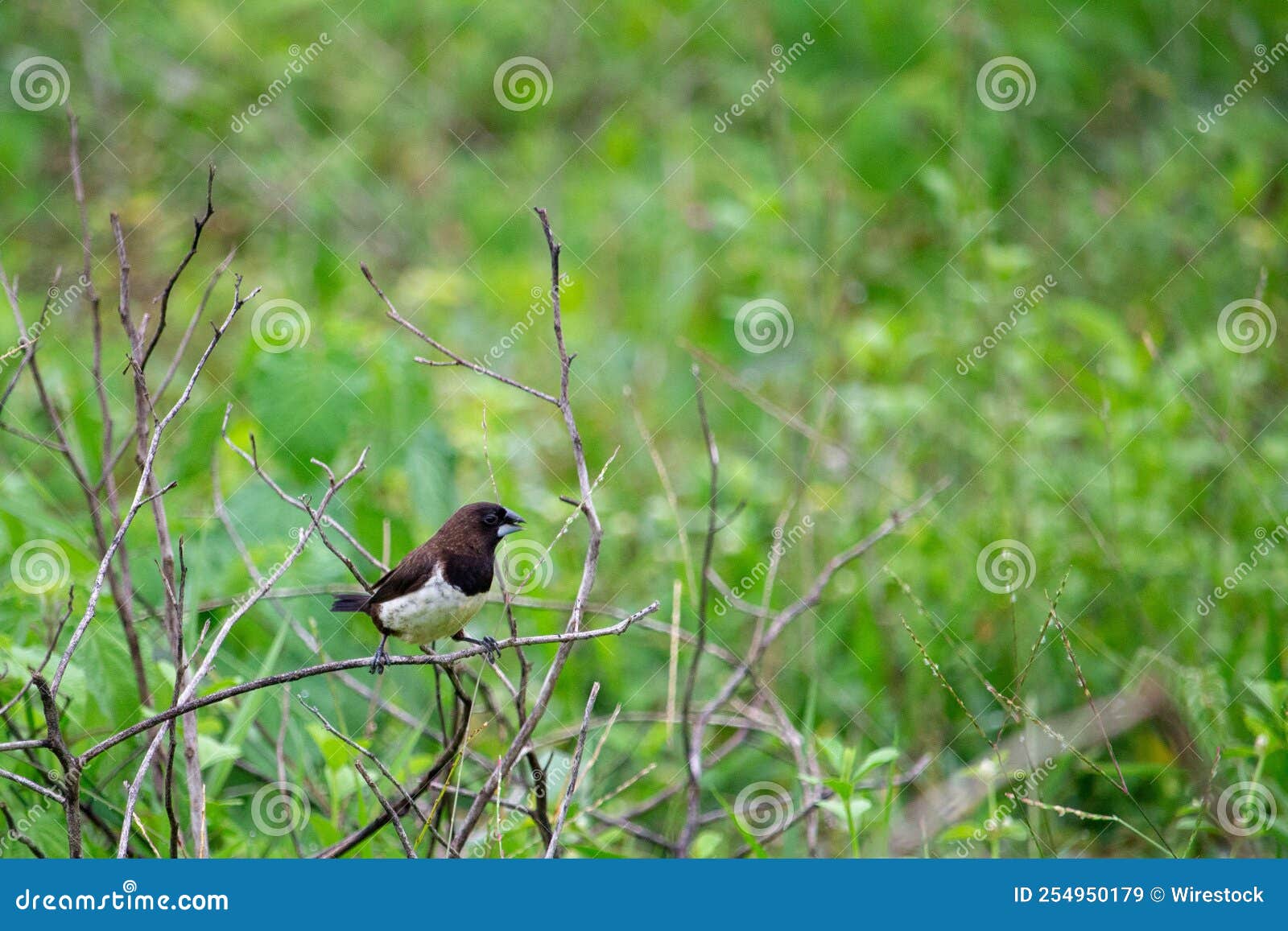 Bird Perched on a Tree Branch Stock Image - Image of outdoors, natural ...