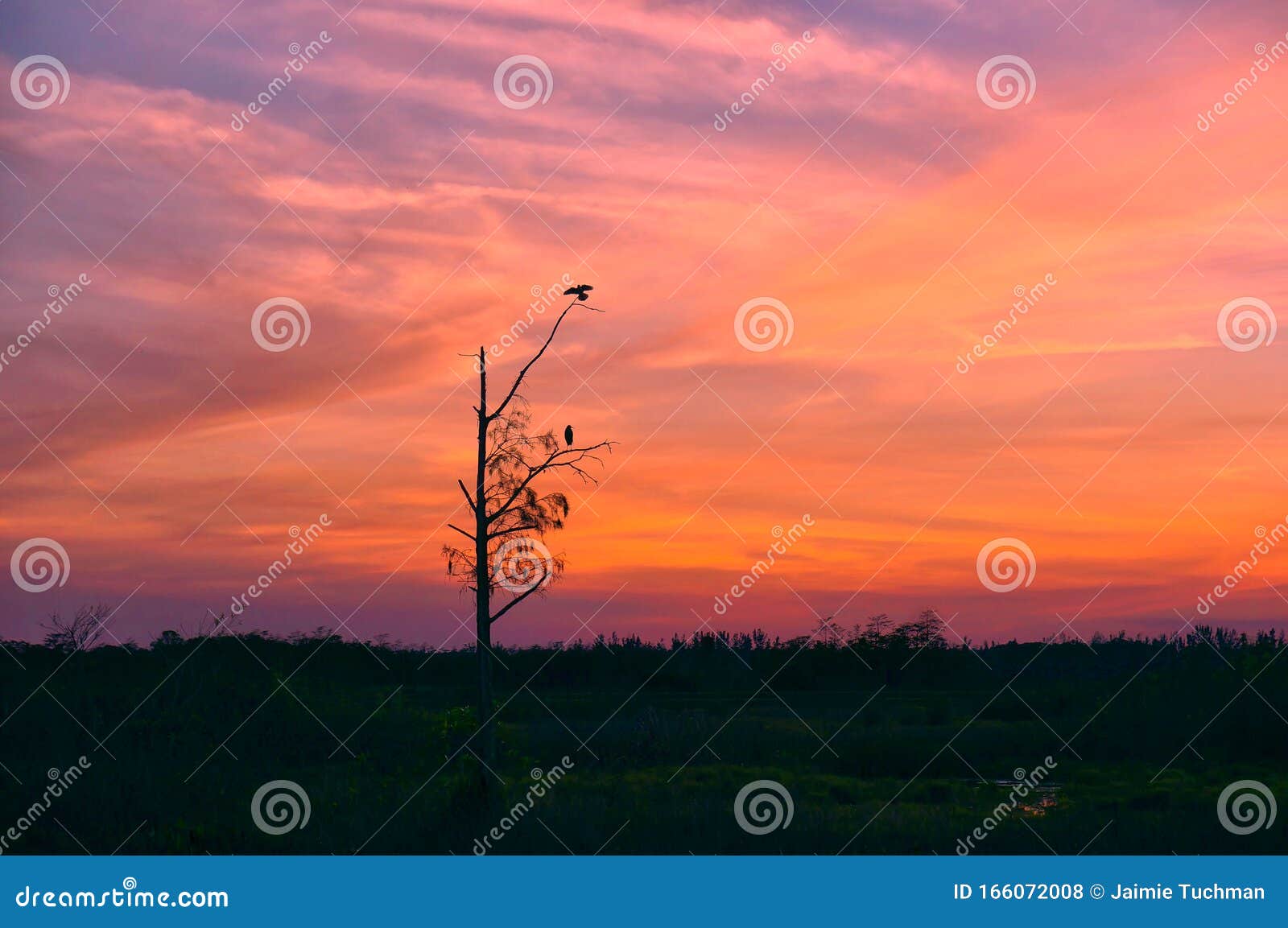 Silhouette at Sunset of a Bird on a Tree Stock Photo - Image of lake ...