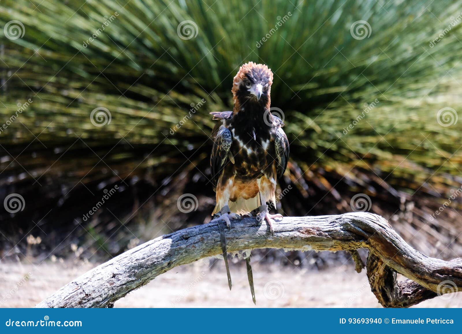 Bird perched on the tree stock photo. Image of bird, perched - 93693940