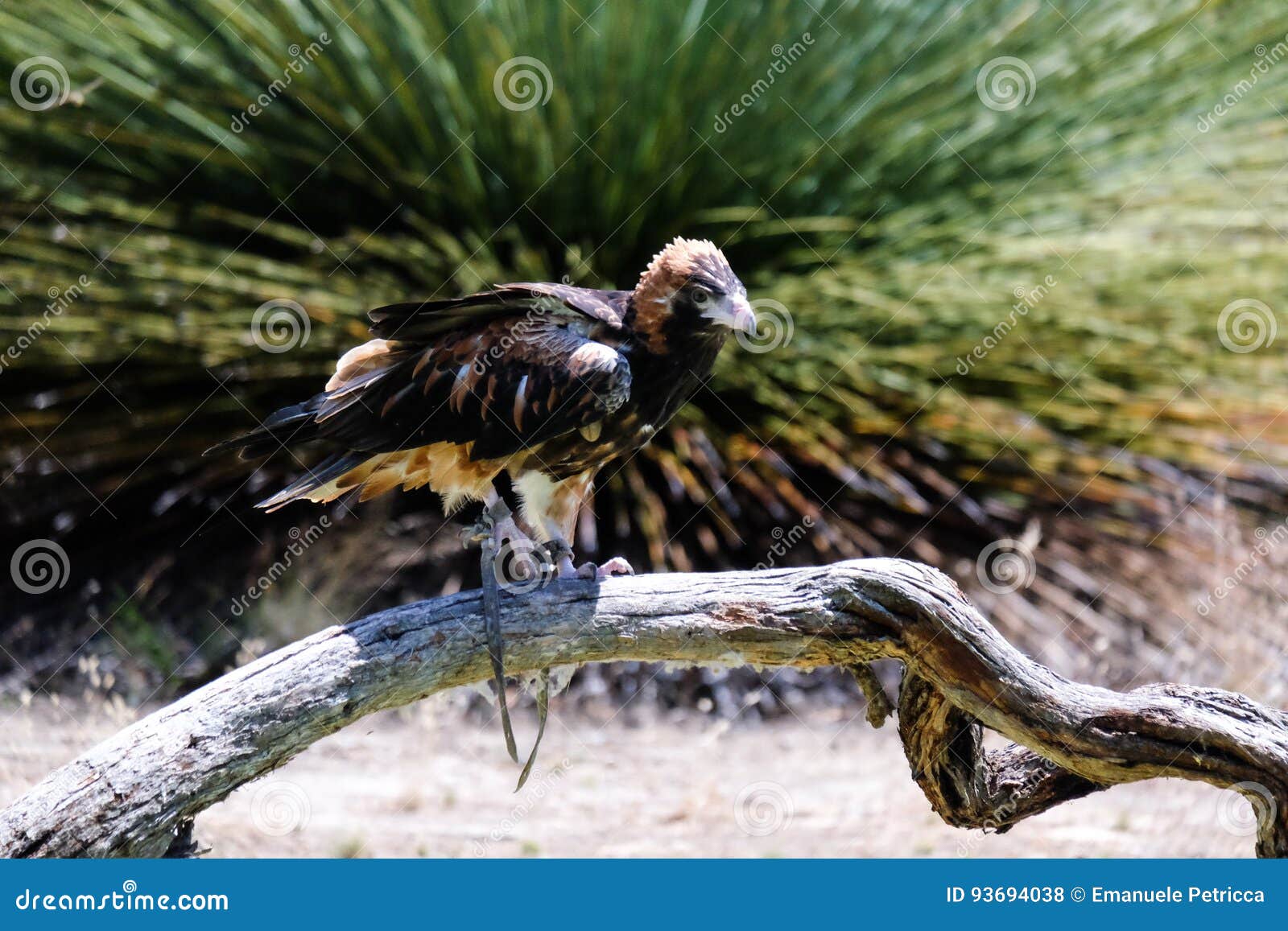 Bird perched on the tree stock photo. Image of hunting - 93694038