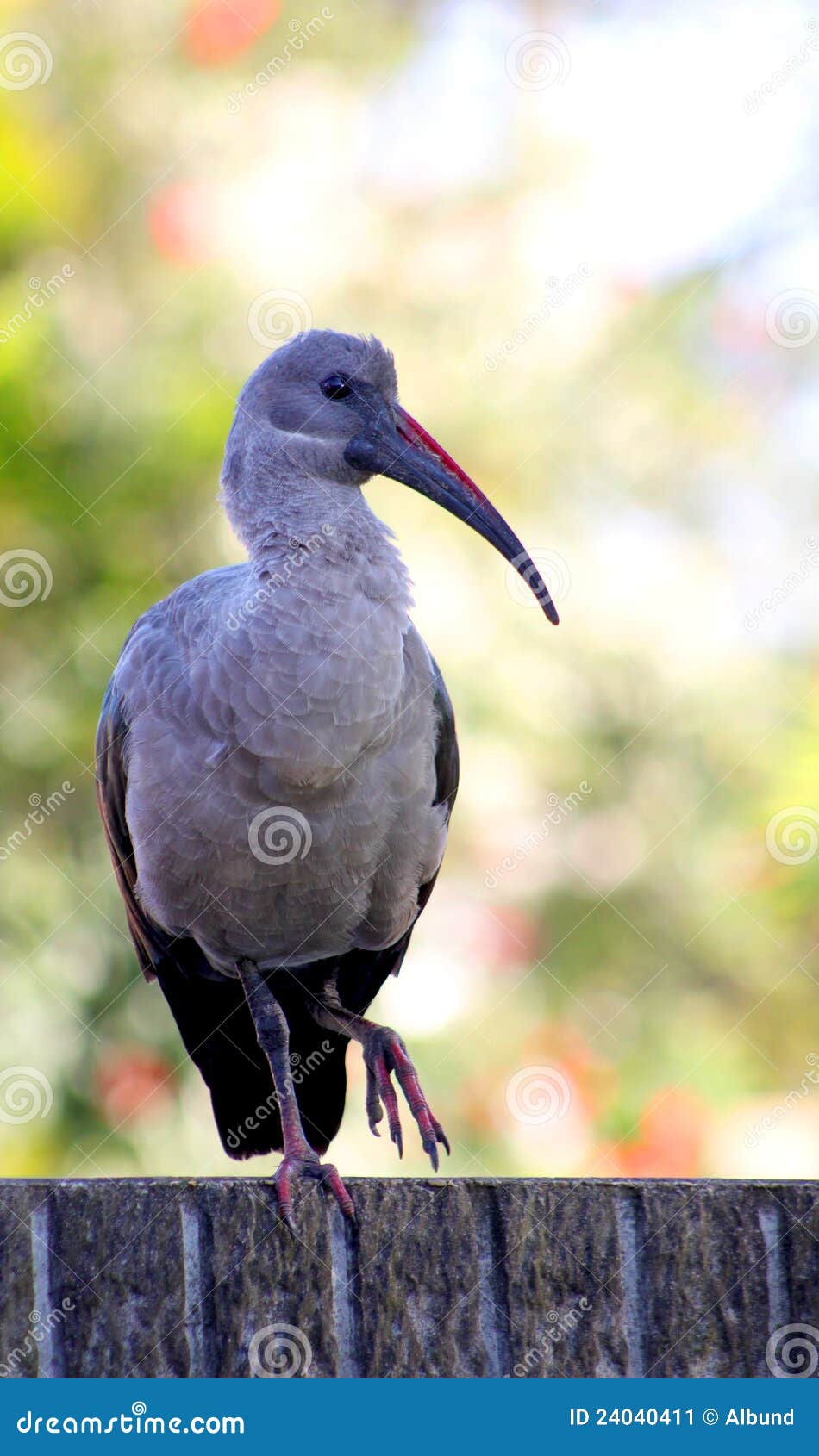 Bird Perched on a Wall stock image. Image of hadeda, standing - 24040411