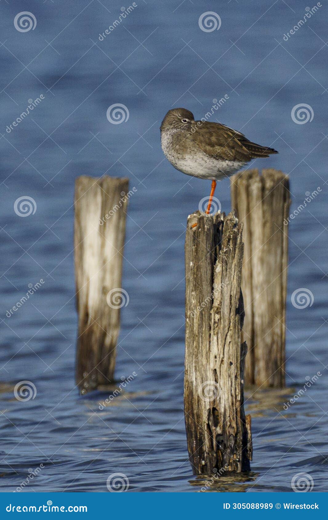 Bird Perched on Wooden Poles in Water Stock Image - Image of wood ...