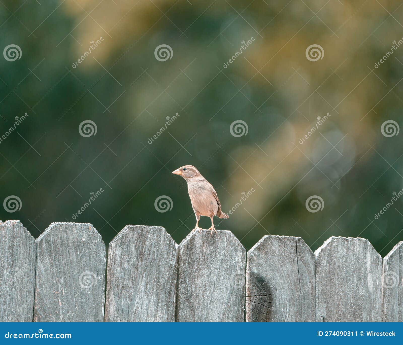 Bird Perches Atop a Wooden Fence Post. Stock Image - Image of wooden ...