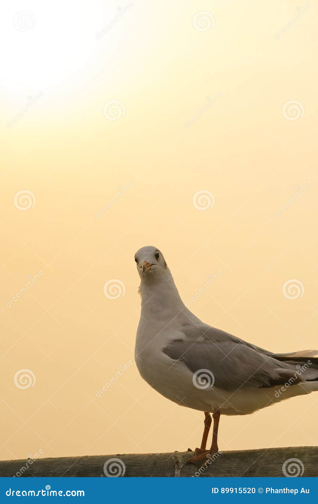 Backlit Bird Perches Bridge Rail Stock Photos - Free & Royalty-Free ...