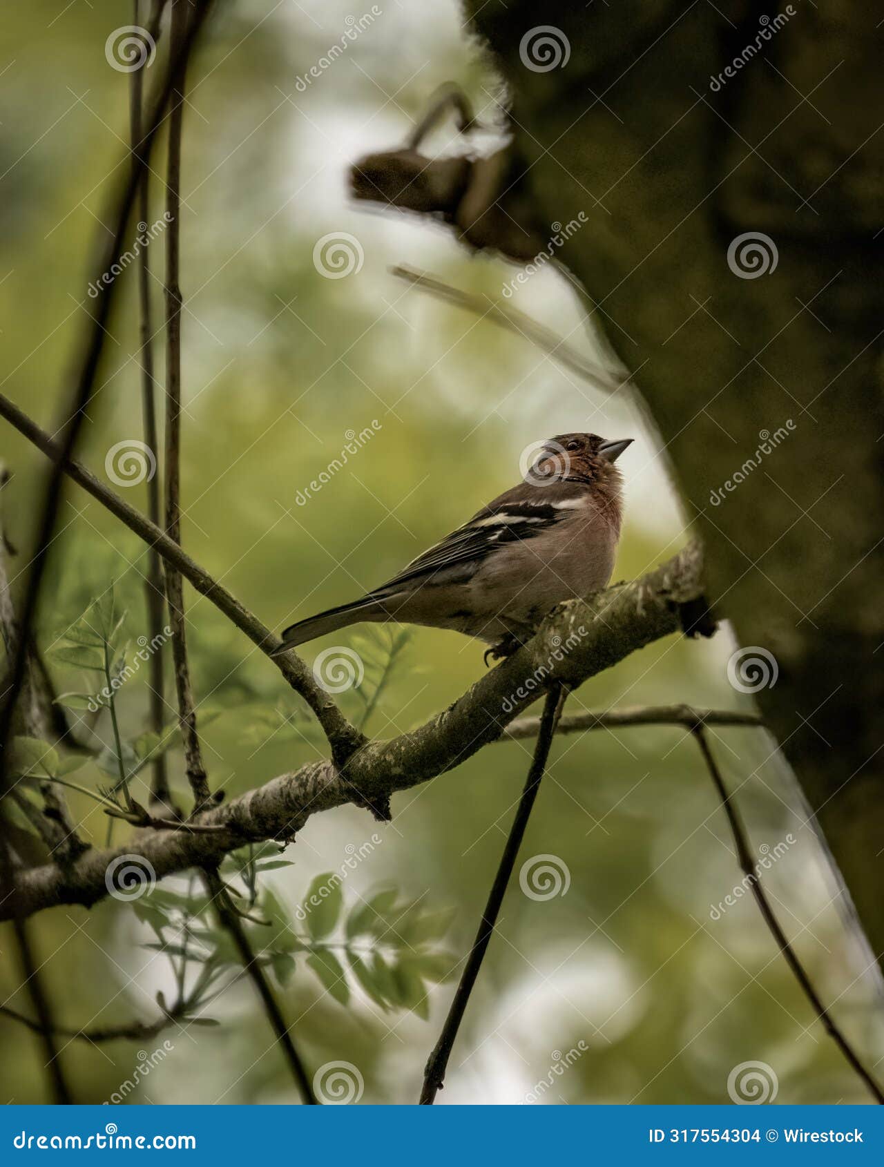 Bird Perches on a Tree Branch Stock Photo - Image of bird, habitat ...