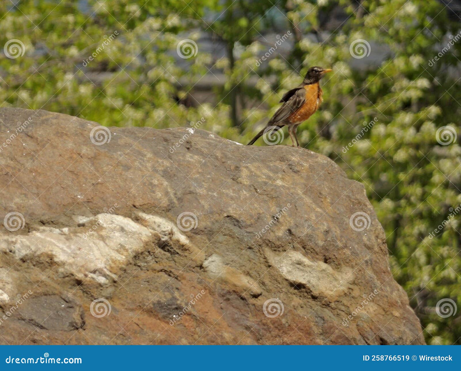 Bird Perching on a Big Rock Stock Image - Image of wild, fauna: 258766519