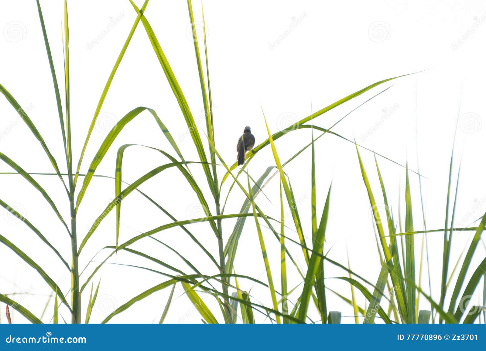 A Bird Perching on Green Reed Leaves Stock Photo - Image of grass ...