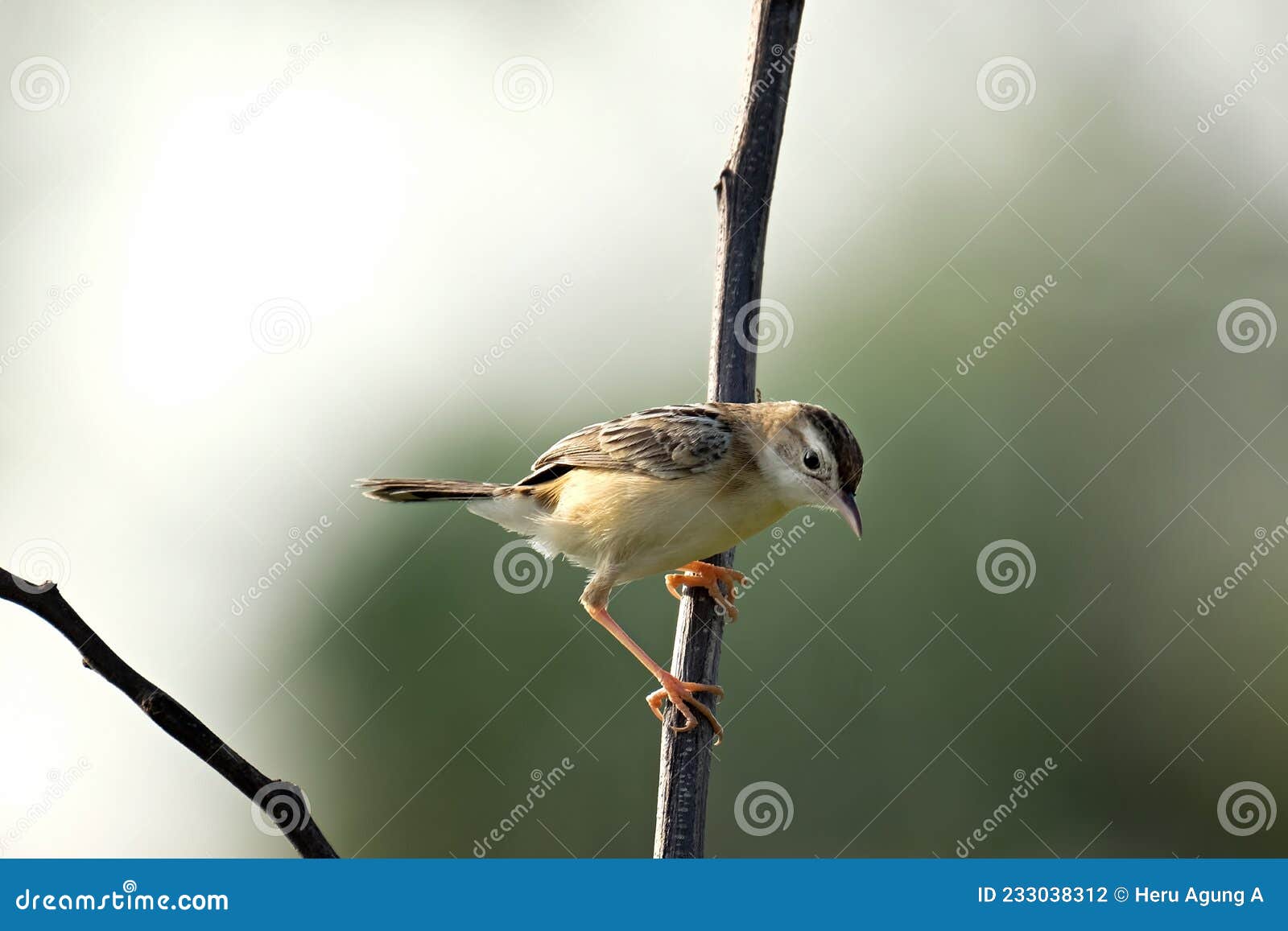 Bird is Perching on Plant Stalks Stock Photo - Image of branch ...