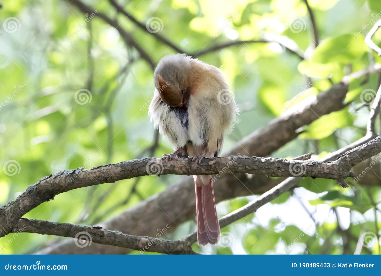 Female cardinal preening stock image. Image of preen - 190489403