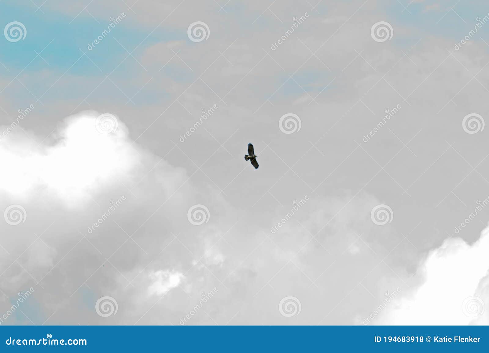 Hawk flying in the sky stock photo. Image of hawk, high - 194683918