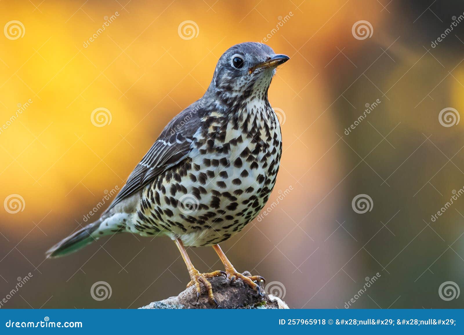 Bird Photographed Up Close with Beautiful Backlight. Stock Photo ...