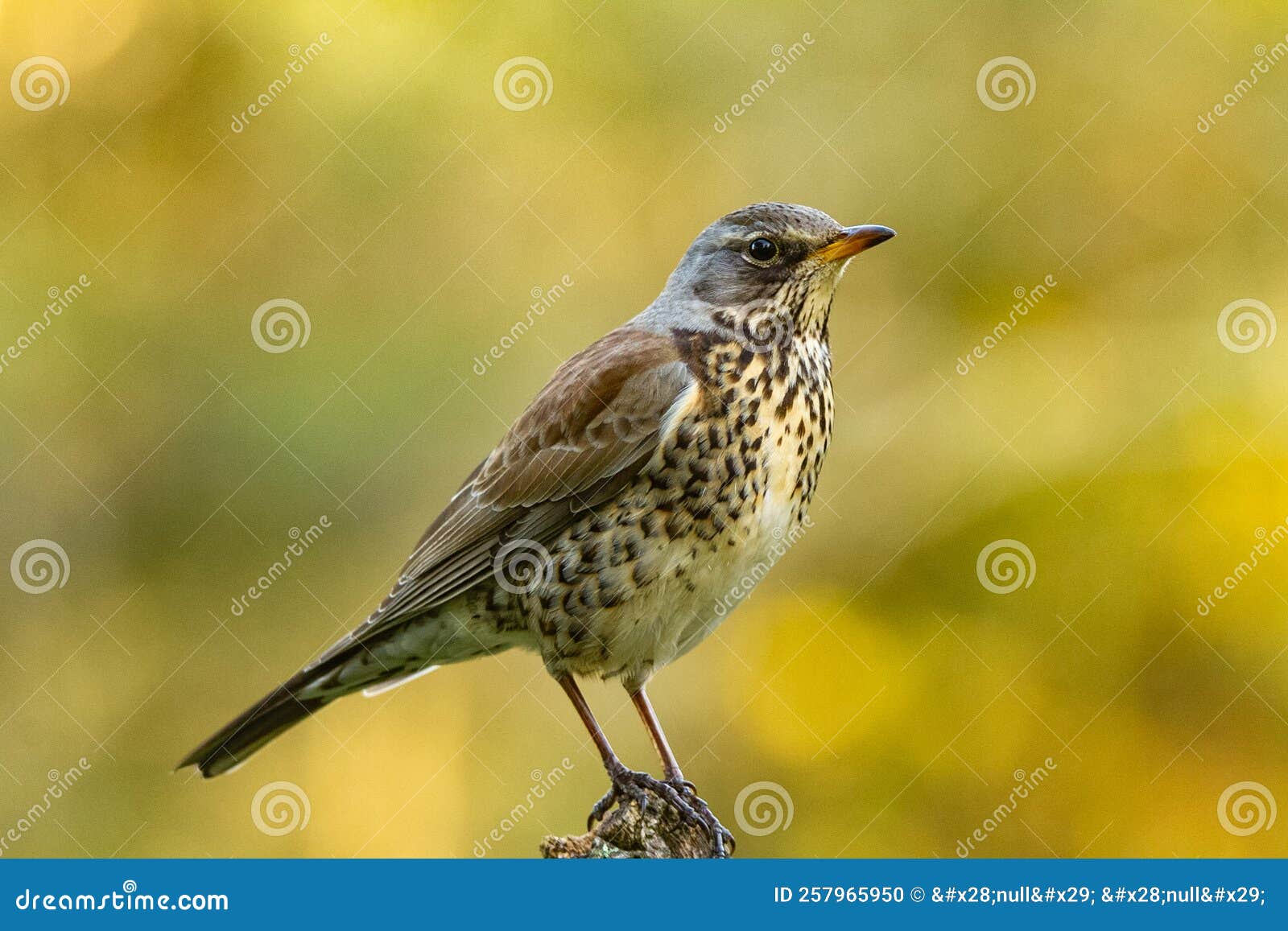 Bird Photographed Up Close with Beautiful Backlight. Stock Photo ...