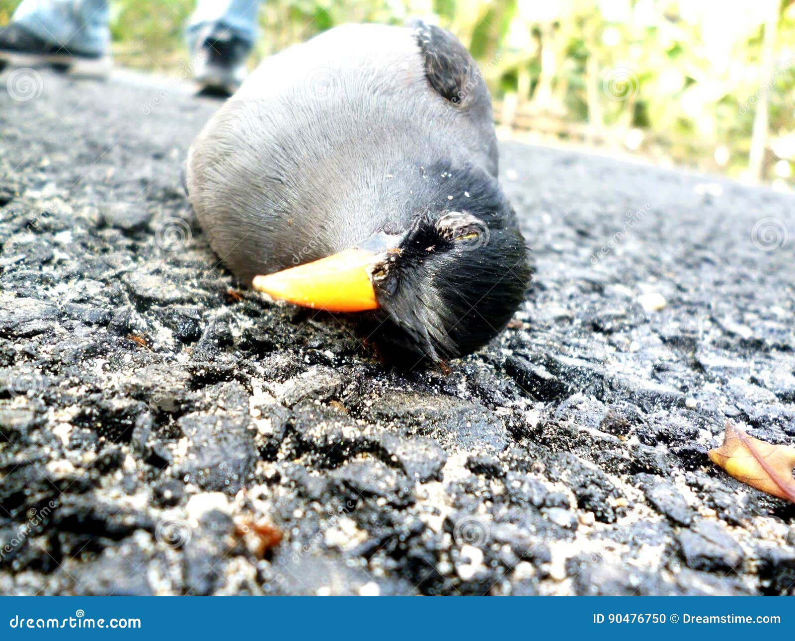 Bird photography stock photo. Image of bird, died, birds - 90476750