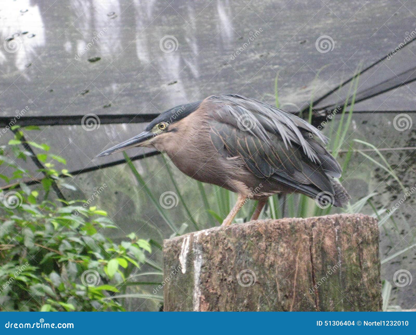 Bird stock photo. Image of birdpark, cage, caged, imprisoned - 51306404