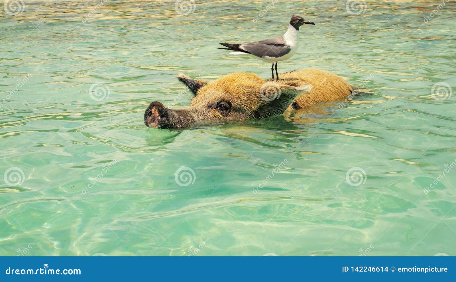 Bird on pig stock photo. Image of swimming, snout, together - 142246614