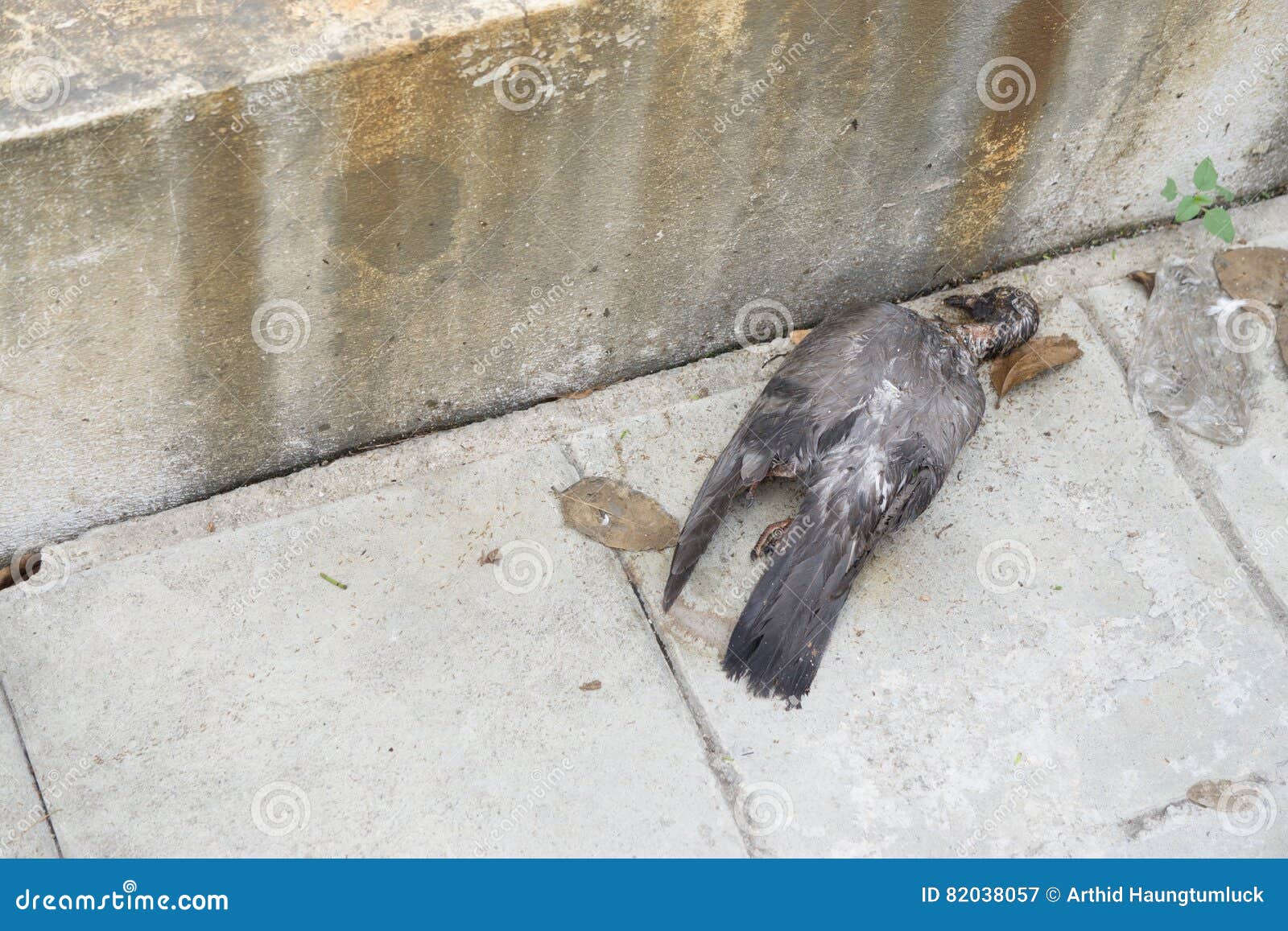 Bird Pigeon dead stock image. Image of asia, pollution - 82038057