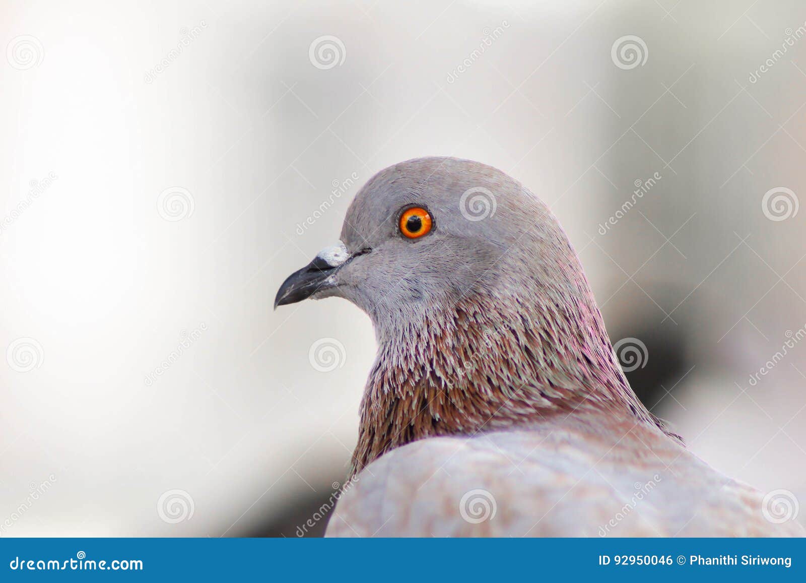 Bird or pigeon stock photo. Image of stand, pattern, color - 92950046