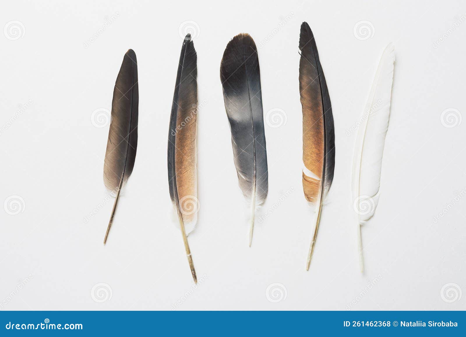 Bird X-ray. Pigeon X-ray, Animal Veterinary Radiography Stock Photo ...