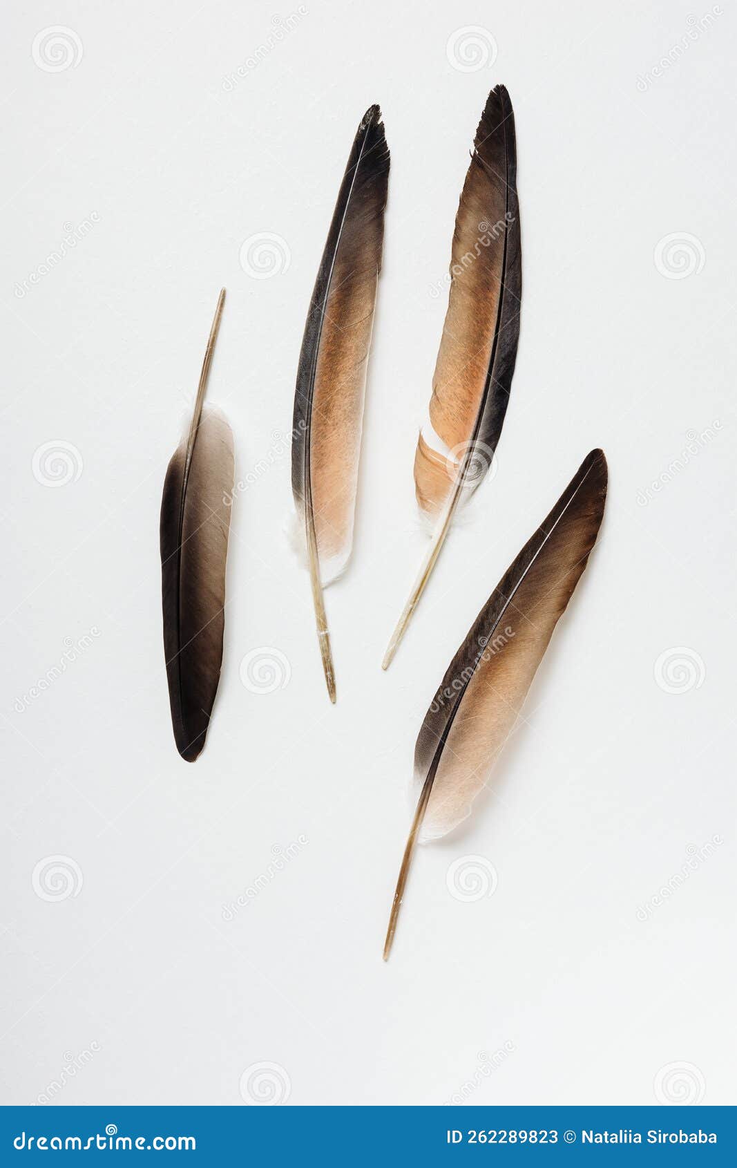 Bird X-ray. Pigeon X-ray, Animal Veterinary Radiography Stock Photo ...