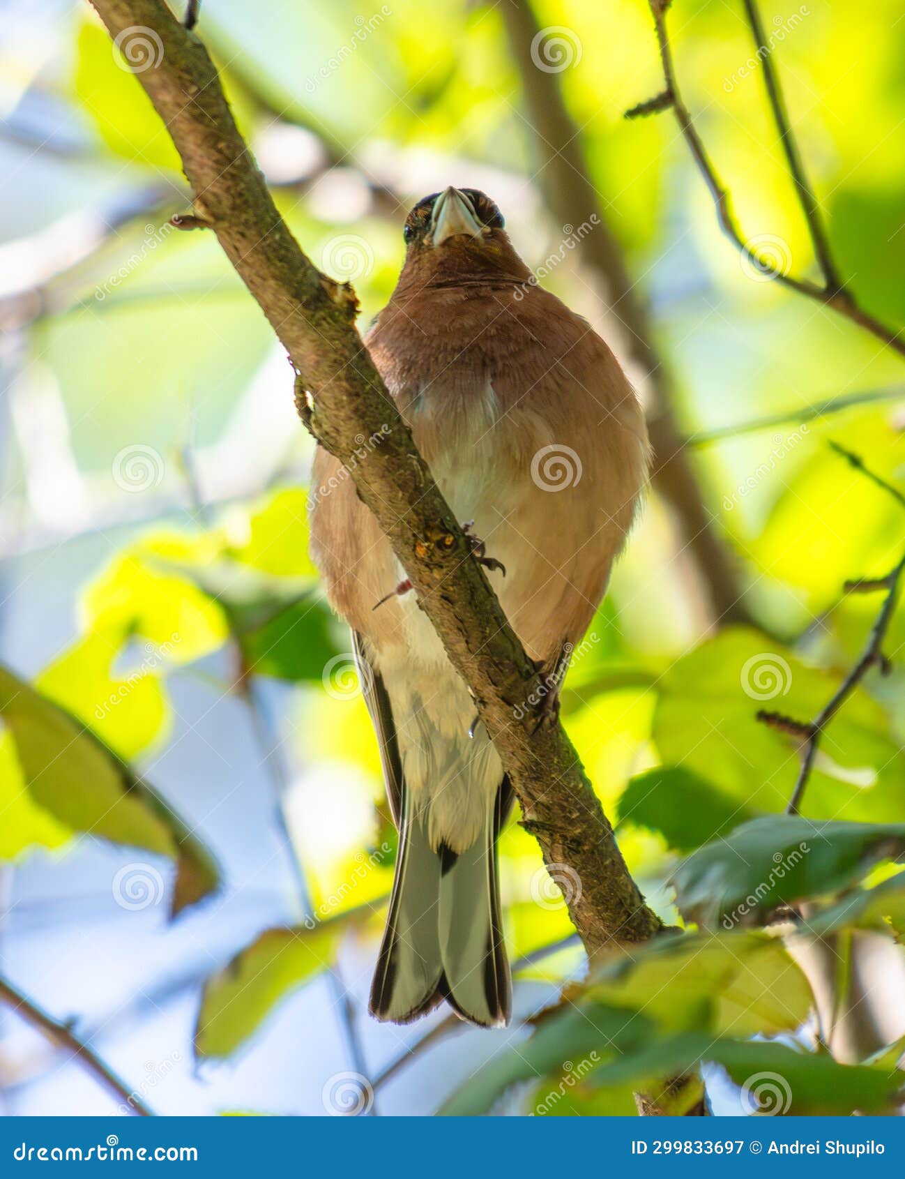 Bird Pigeon on a Tree Branch in the Park Stock Image - Image of gray ...