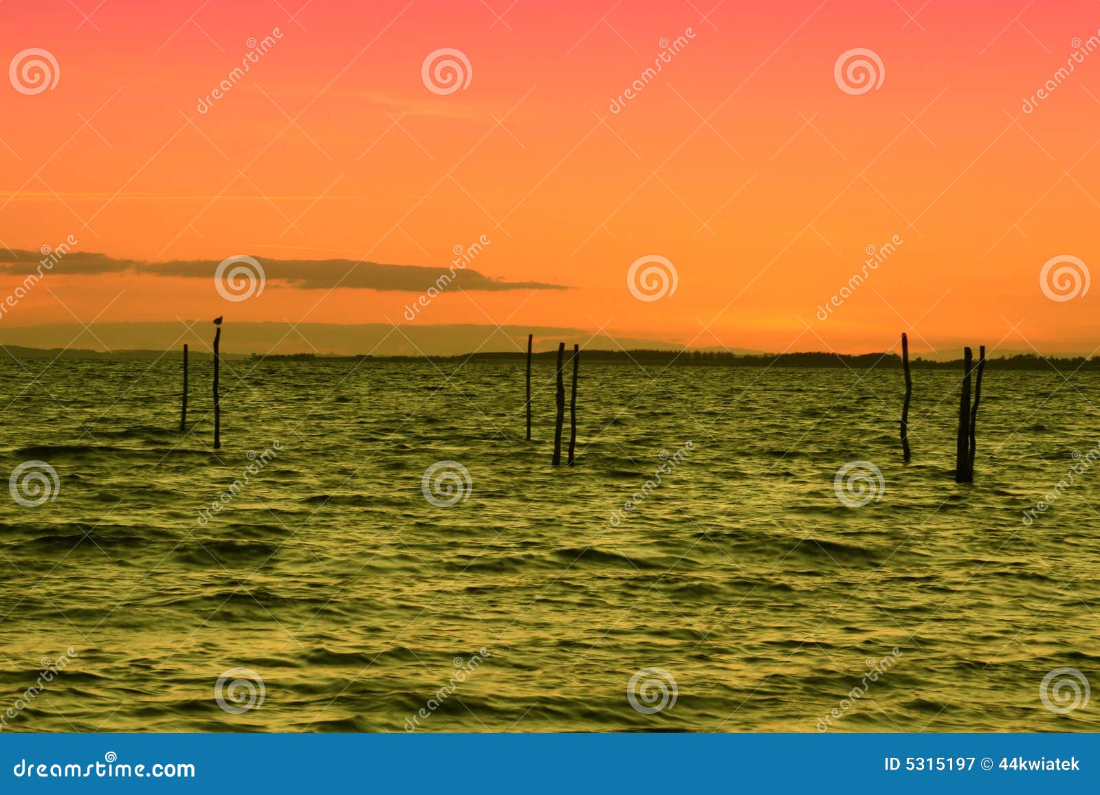 Bird On A Pile Picture. Image: 5315197