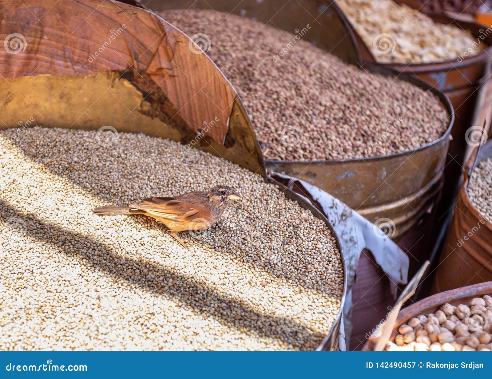 Bird in the Pile of Corn Seeds. Stock Image - Image of sparrow, birds ...