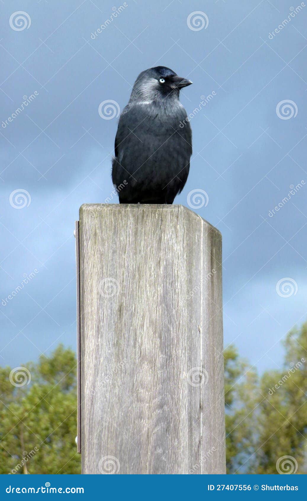 Bird on a pillar stock photo. Image of close, fauna, curious - 27407556