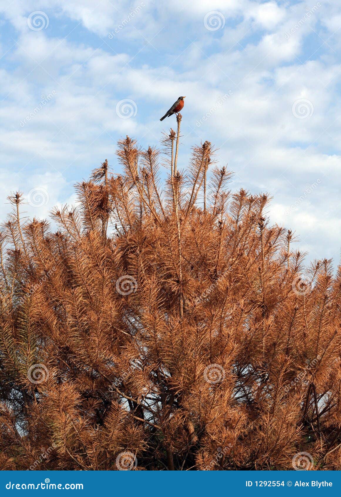 Bird on Pine Tree stock photo. Image of robin, time, tree - 1292554