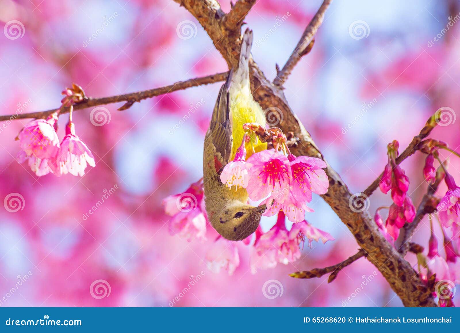 Bird at pink flower tree stock photo. Image of flowers - 65268620