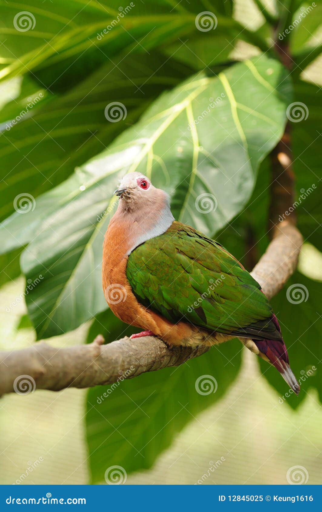 Bird --- Pinon Imperial Pigeon Stock Image - Image of park, nature ...