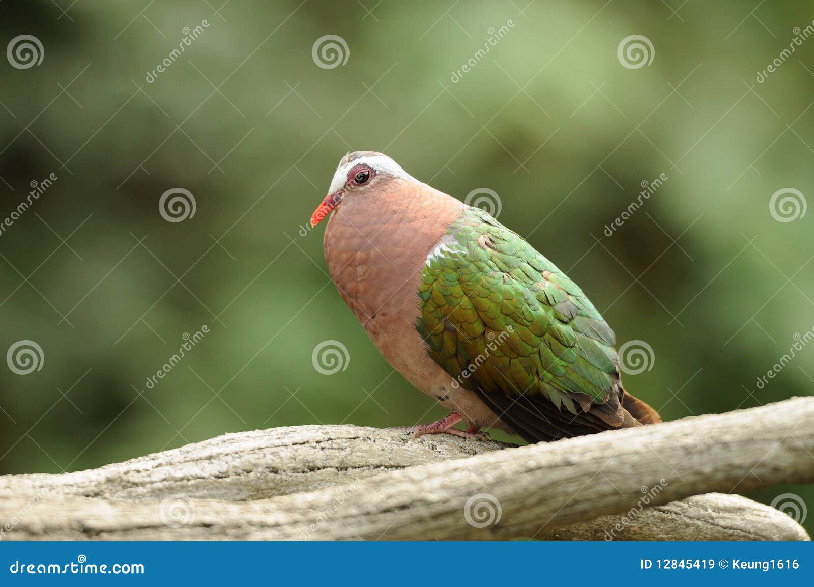 Bird --- Pinon Imperial Pigeon Stock Image - Image of lory, life: 12845419