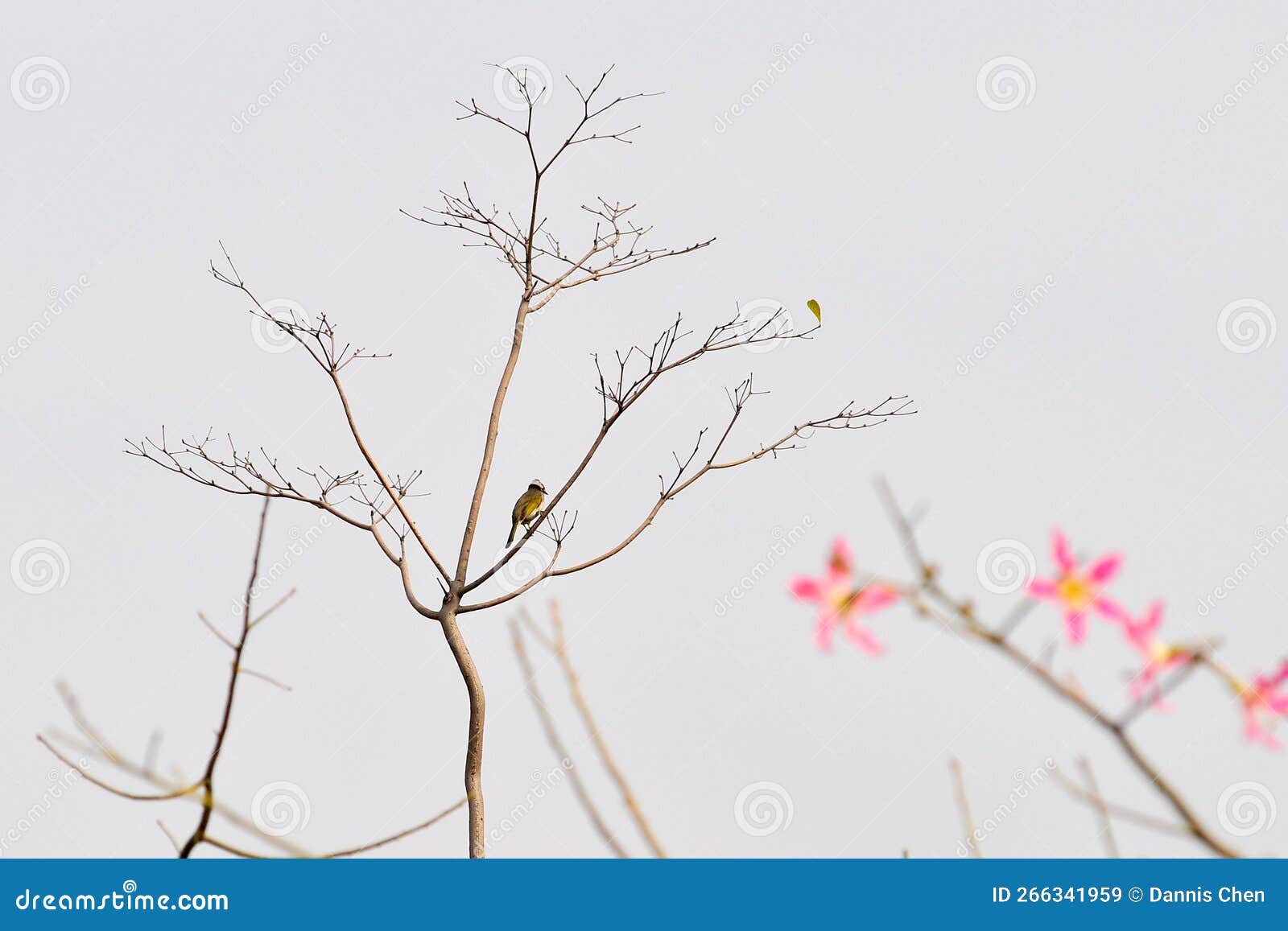 Bird on plum blossom stock image. Image of pattern, twig - 266341959