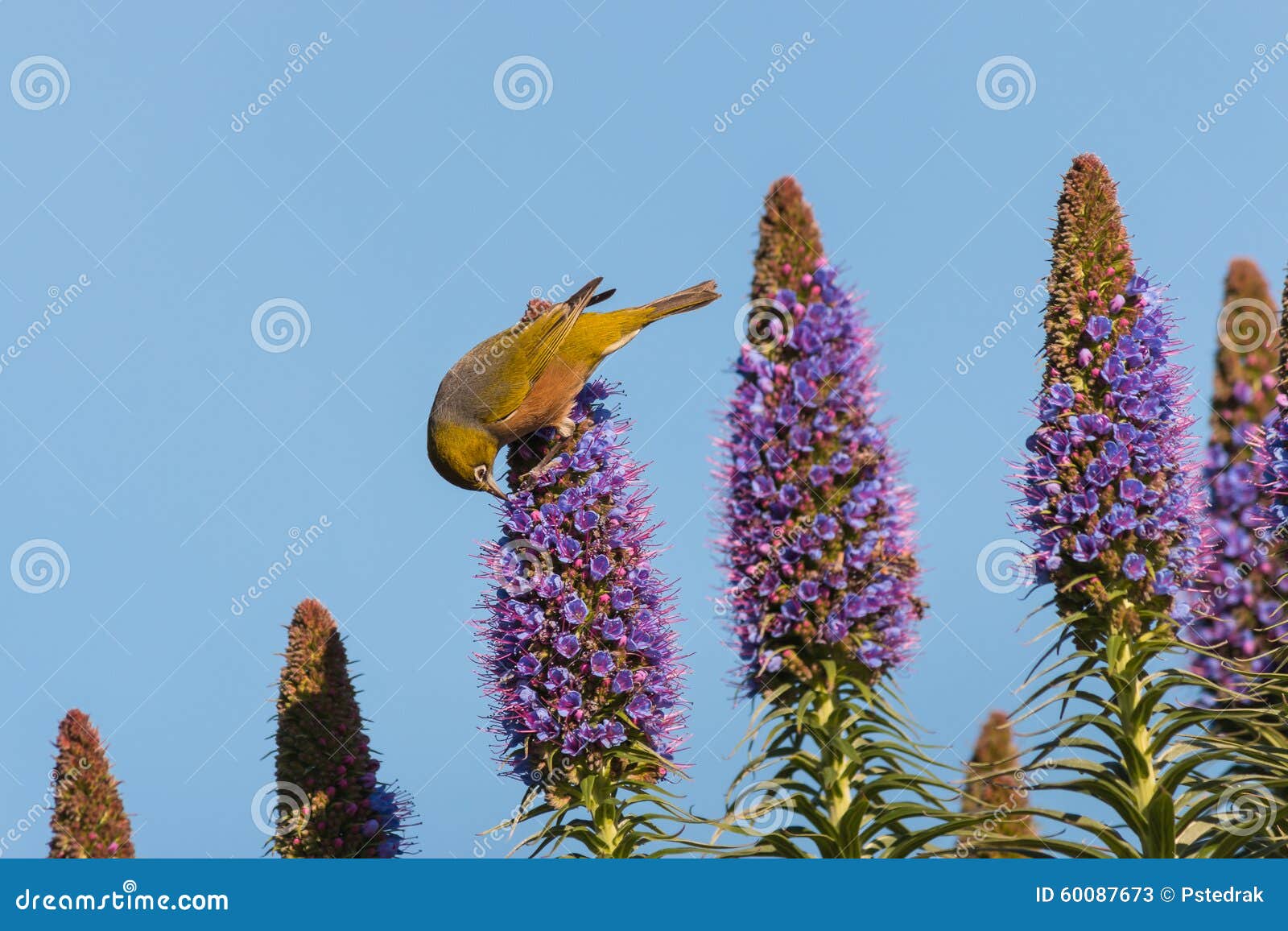 Bird Pollinating Pride of Madeira Flowers Stock Image - Image of ...
