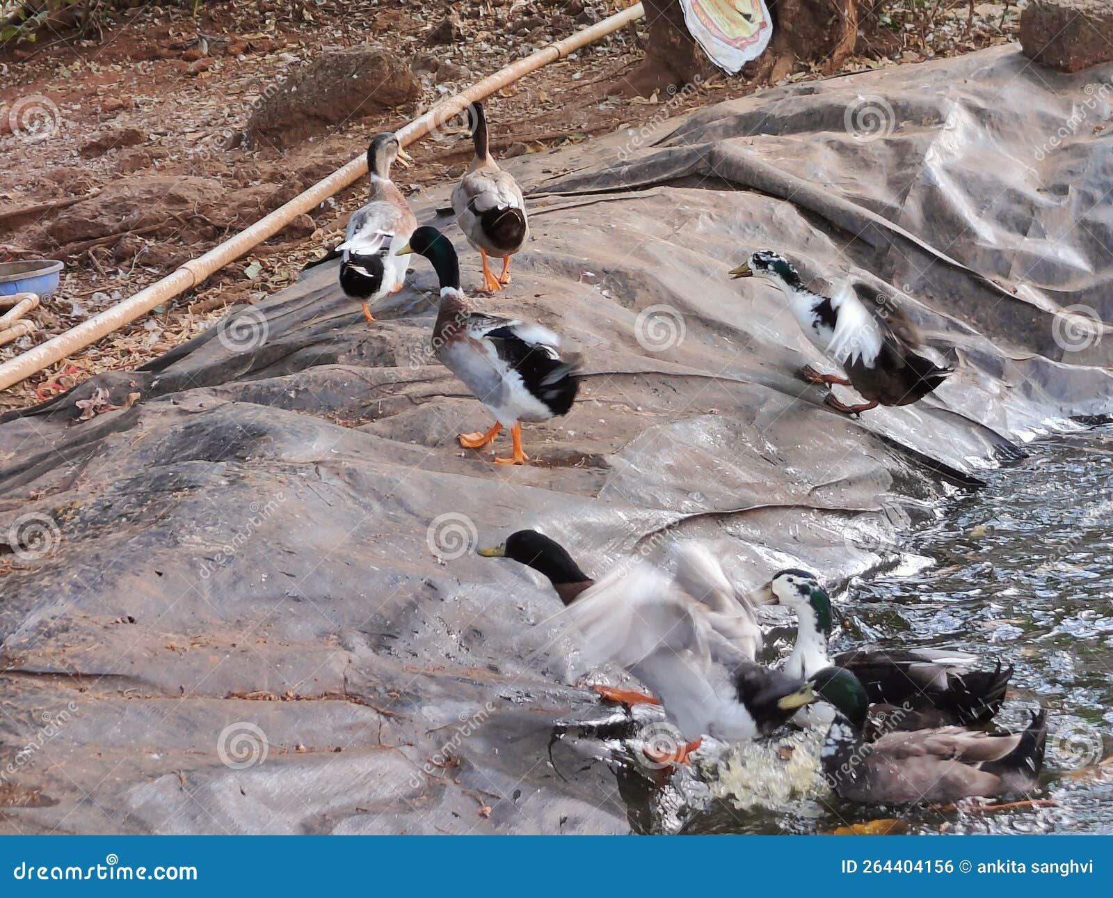 Bird pond ducks stock photo. Image of snow, waterfowl - 264404156