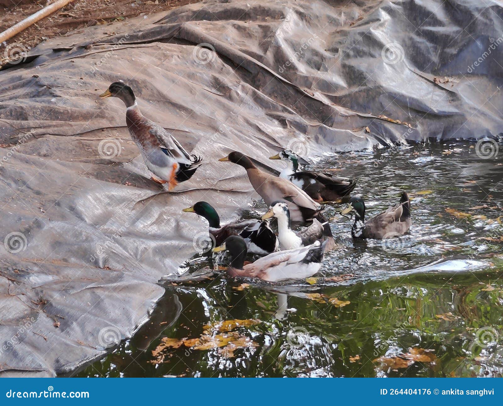 Bird pond ducks stock photo. Image of duck, water, pond - 264404176