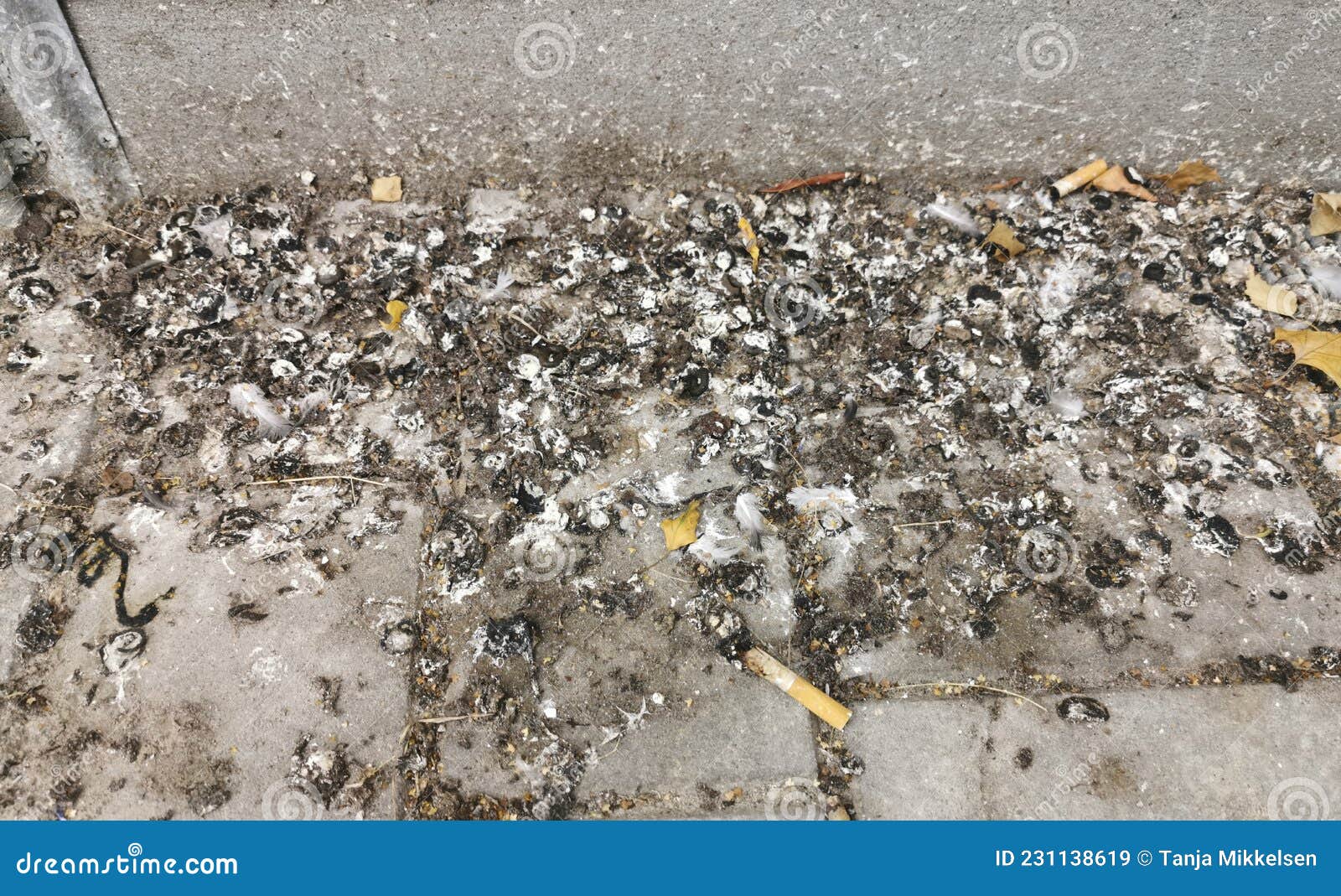 Bird Poop background stock image. Image of nature, problem - 231138619