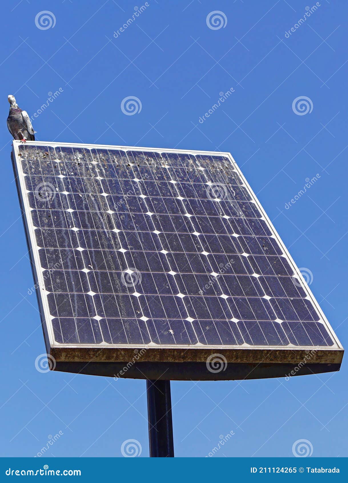 Bird poop solar stock image. Image of solar, pigeon - 211124265