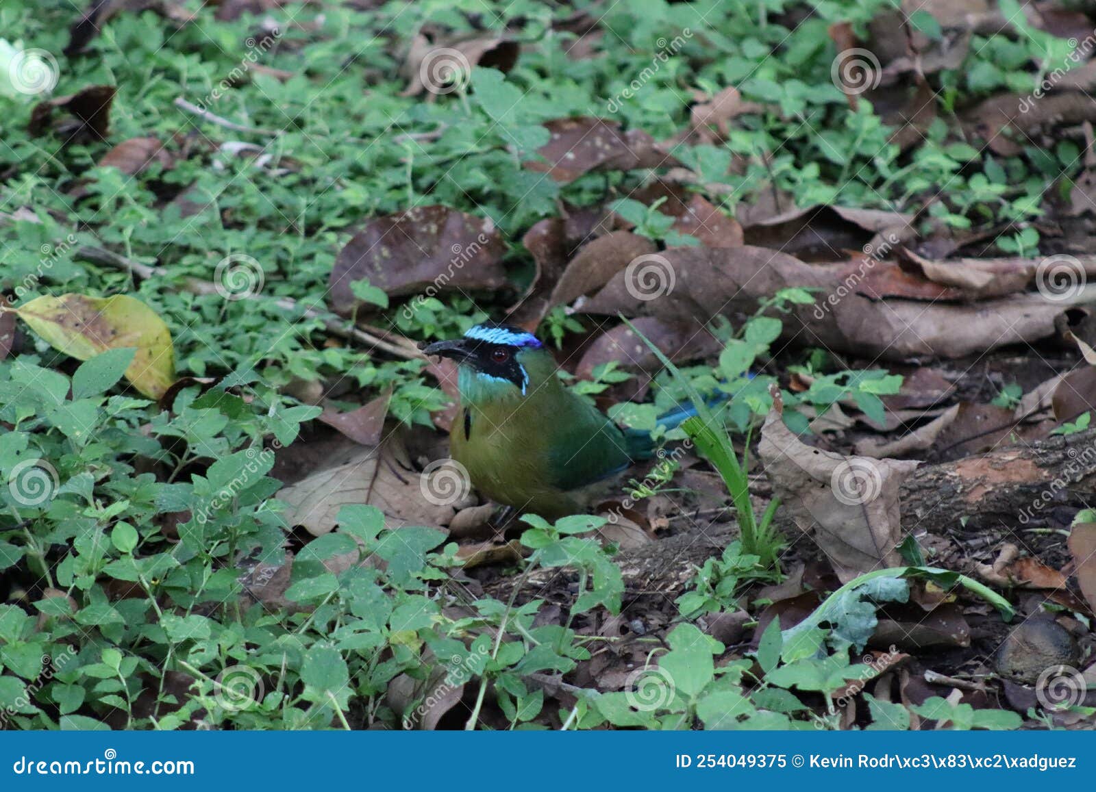 Bobo Bird stock image. Image of flower, woodland, soil - 254049375