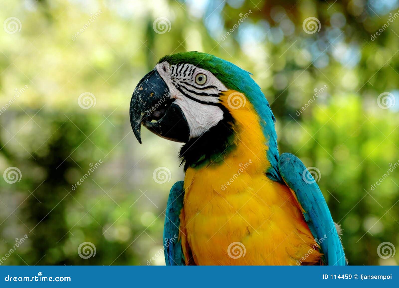 Bird portrait stock image. Image of wrinkle, close, animal - 114459