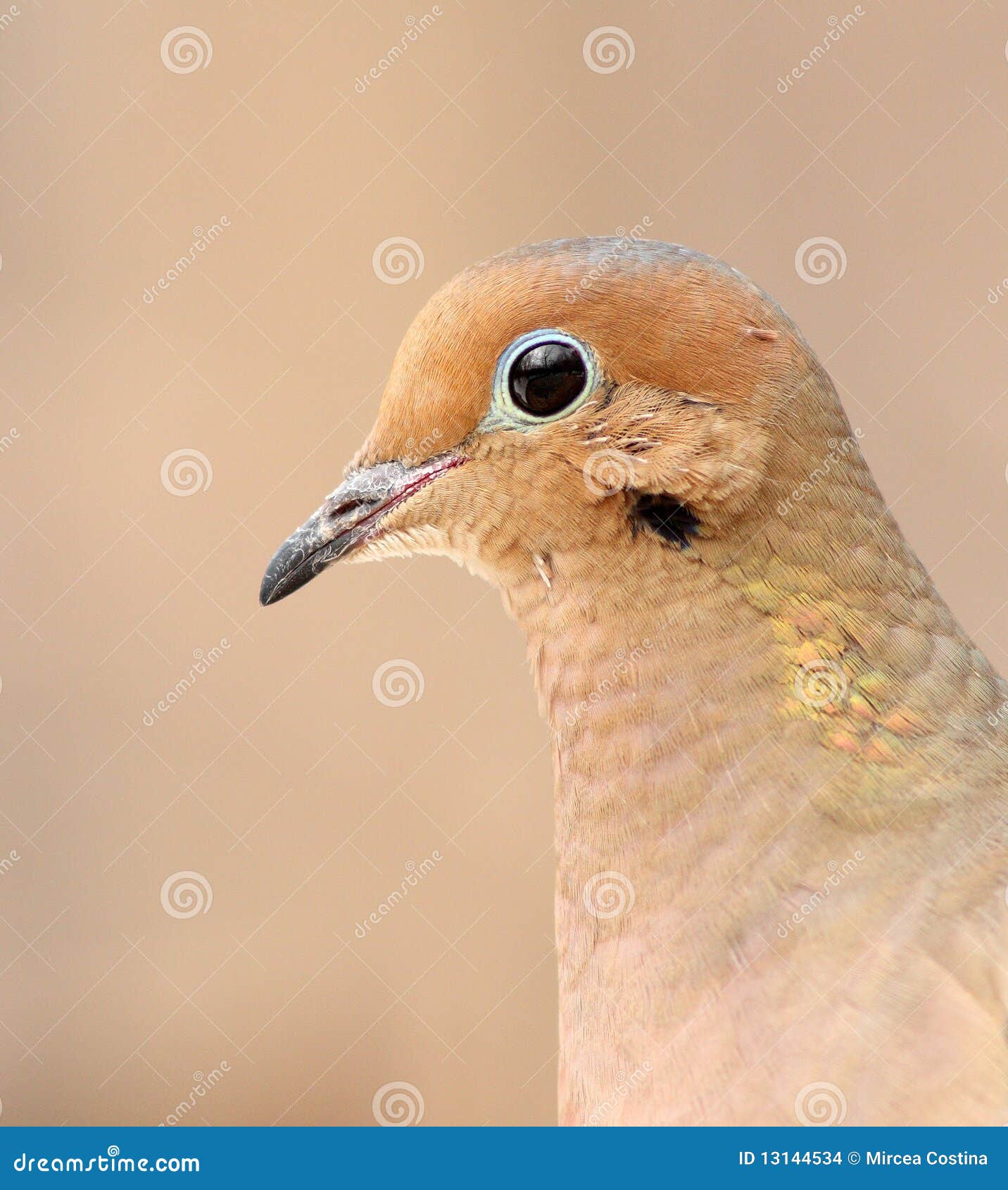 Bird portrait stock photo. Image of maroura, wildlife - 13144534